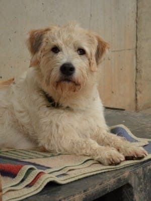 Hunde Im Tierheim Stuttgart